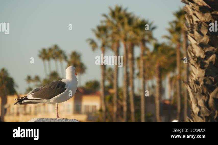 Seagull on wooden pier railings. Bird close up in Oceanside. California ...