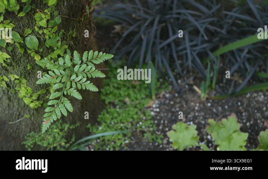 Fern leaf, moss and tree bark in forest, California USA. Springtime morning atmosphere, delicate ...