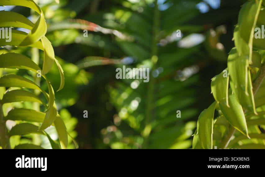 Cycad fern leaves in forest, California USA. Green fresh juicy natural ...