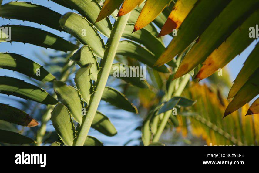 Cycad fern leaves in forest, California USA. Green fresh juicy natural ...