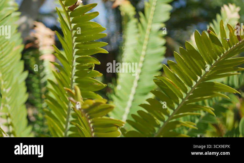 Cycad fern leaves in forest, California USA. Green fresh juicy natural ...