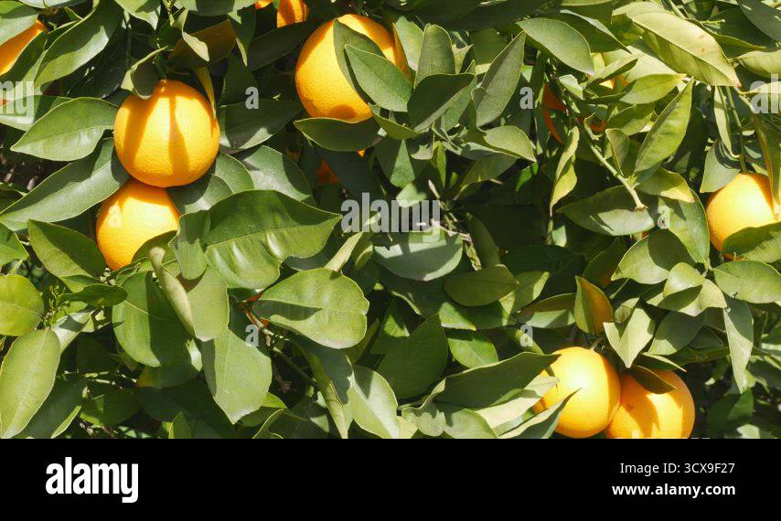 Citrus orange fruit on tree, California USA. Spring garden, american ...