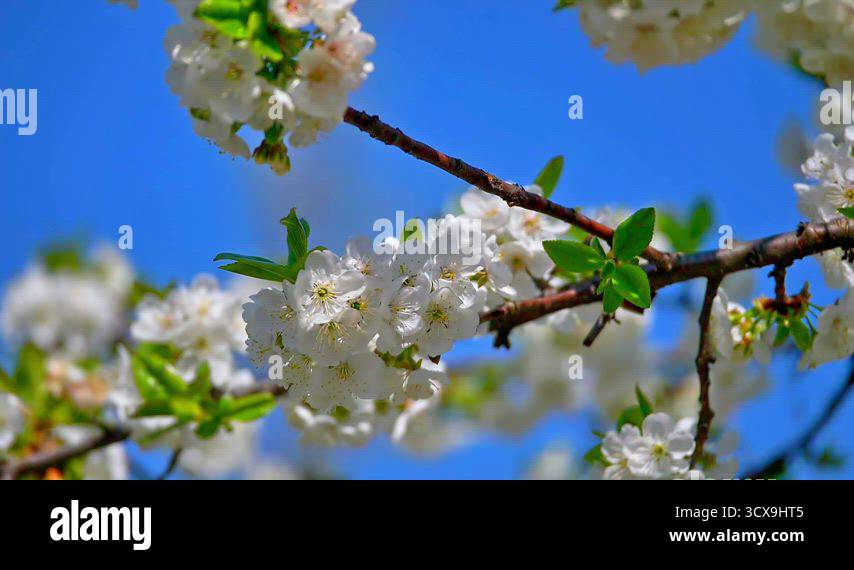 spring flowers on tree slow motion Stock Video Footage - Alamy