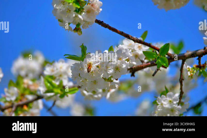 spring flowers on tree slow motion Stock Video Footage - Alamy