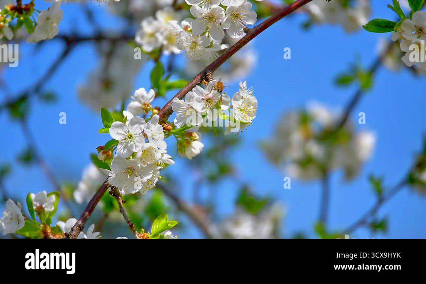 spring flowers on tree slow motion Stock Video Footage - Alamy