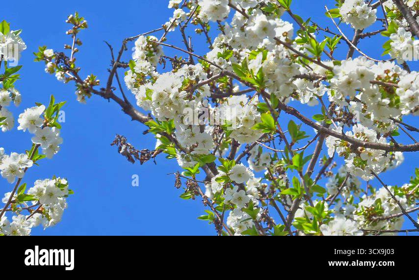 spring flowers on tree slow motion Stock Video Footage - Alamy