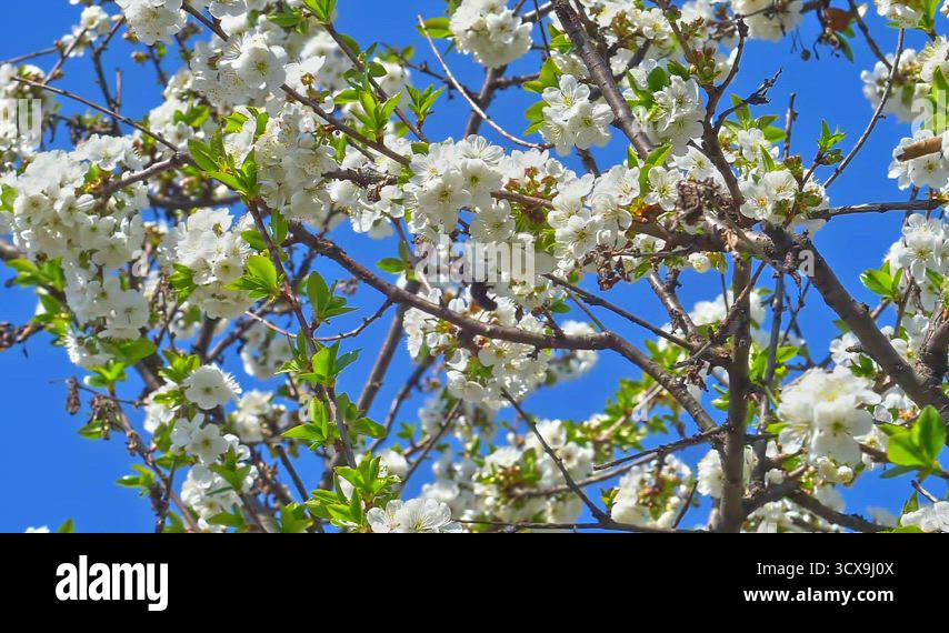 spring flowers on tree slow motion Stock Video Footage - Alamy