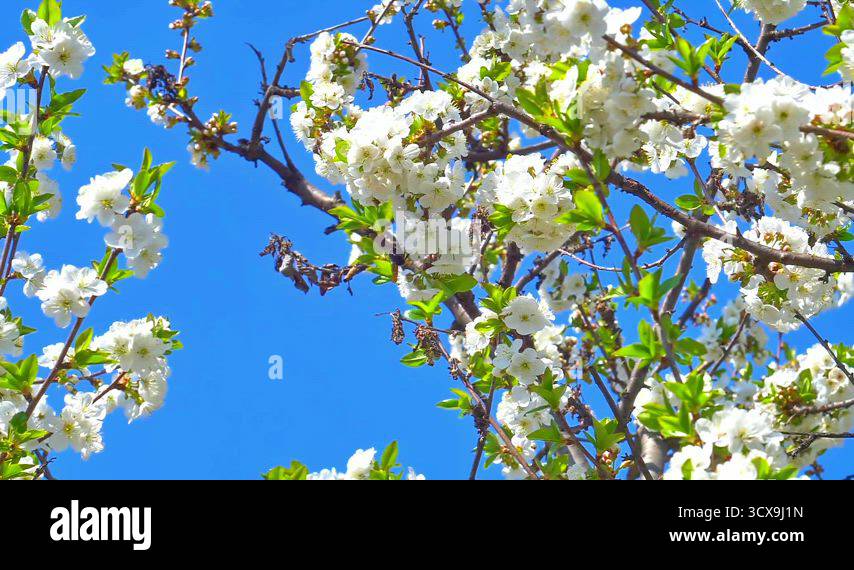 spring flowers on tree slow motion Stock Video Footage - Alamy