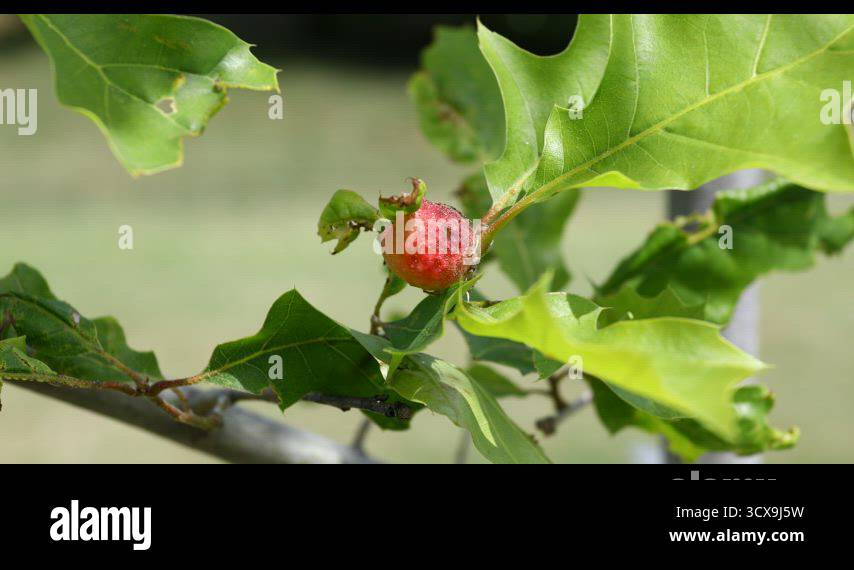 Unusual growth on tree Stock Videos & Footage - HD and 4K Video Clips ...