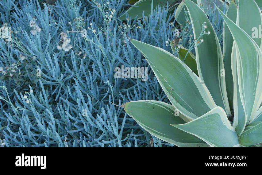 Blue agave leaves, succulent gardening in California USA. Home garden ...