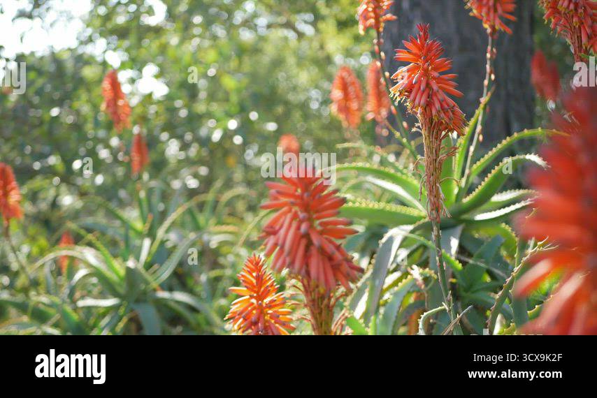 Aloe succulent plant red flower, California USA. Desert flora, arid ...