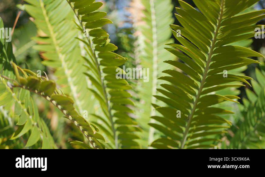 Cycad fern leaves in forest, California USA. Green fresh juicy natural ...