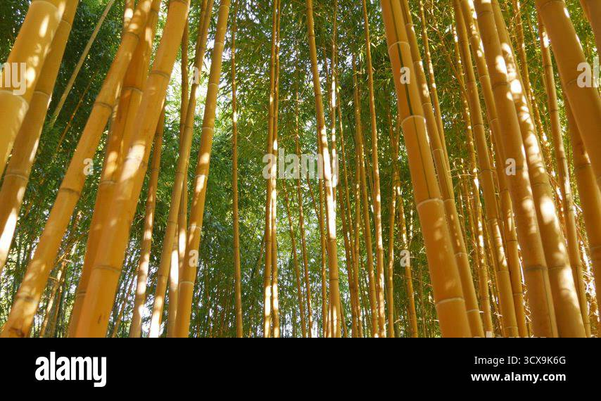 Bamboo forest, exotic asian tropical atmosphere. Green trees in ...
