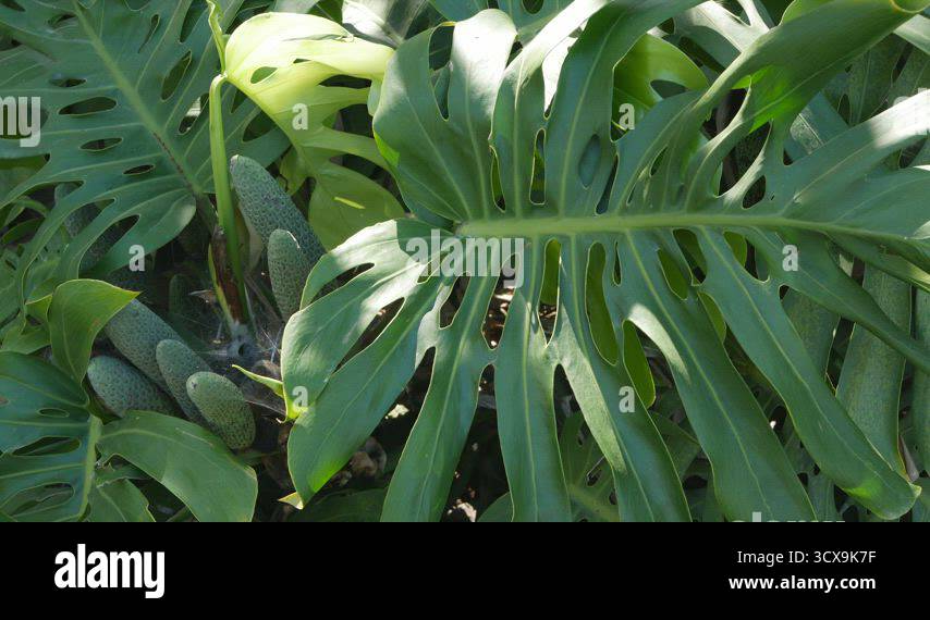 Exotic monstera jungle rainforest tropical atmosphere. Fresh juicy ...