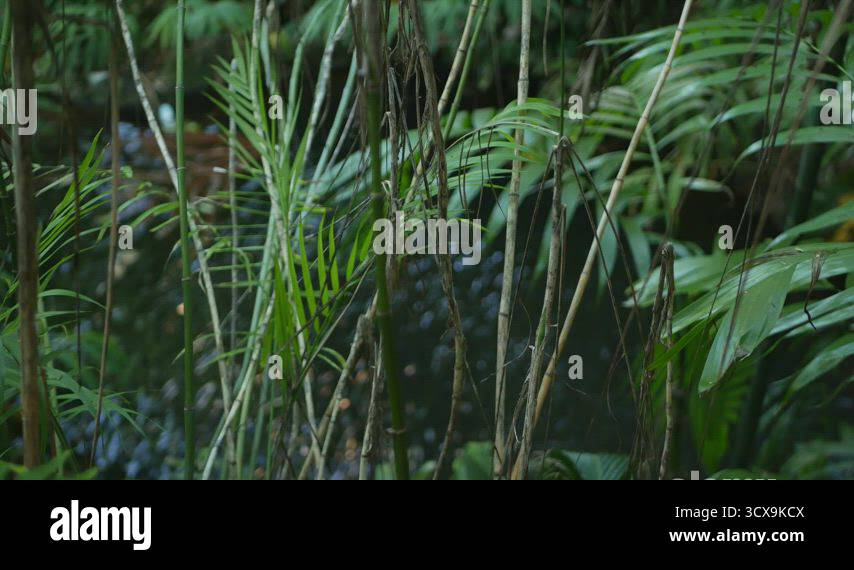 Exotic jungle rainforest tropical atmosphere. Fern, palms and fresh ...