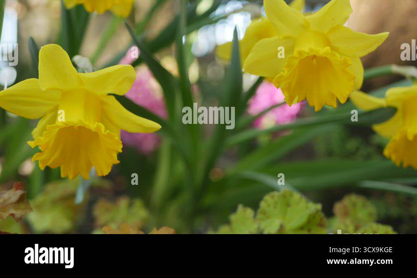 Yellow narcissus flower, California USA. Daffodil floret springtime ...