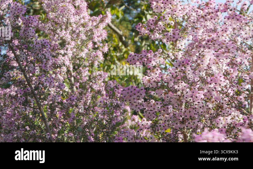 Heath tree pink flowers, California USA. Erica arborea briar root ...