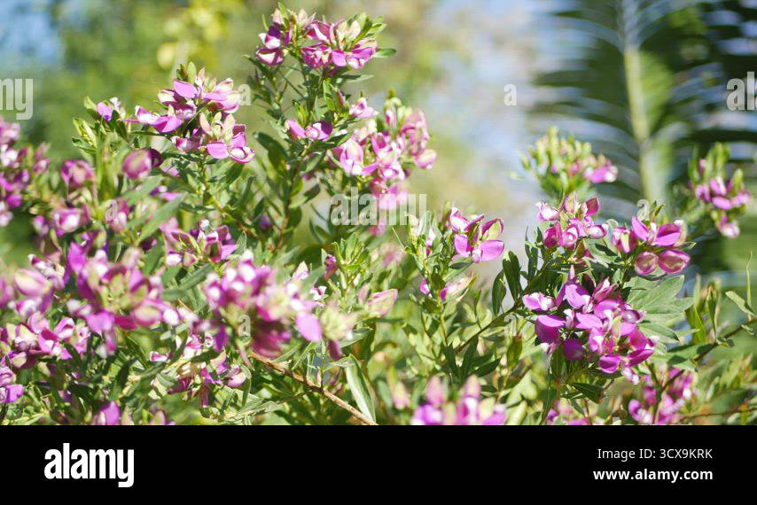 Myrtle leaf milkwort purple flower, California USA. Polygala myrtifolia springtime bloom. Home ...