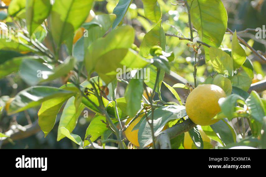 Citrus orange fruit on tree, California USA. Spring garden, american ...