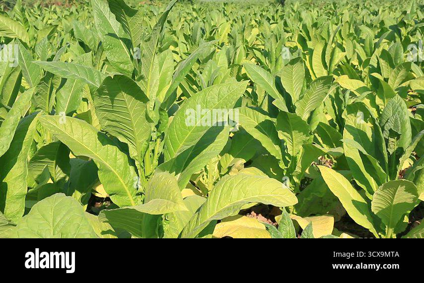 Tobacco Tree In Farm Plants (pan shot Stock Video Footage - Alamy