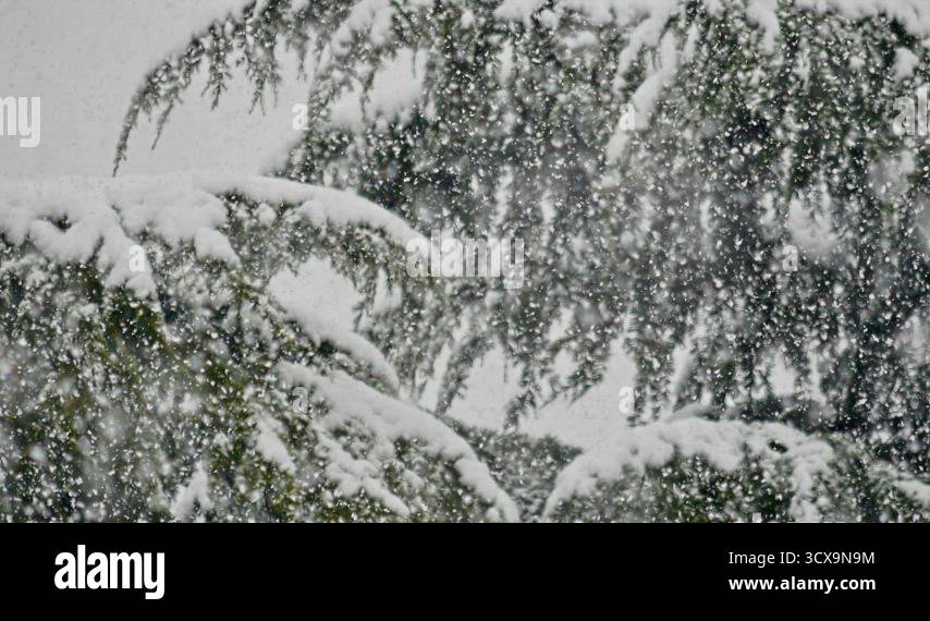 Strong snowfall pine tree Stock Videos & Footage - HD and 4K Video ...