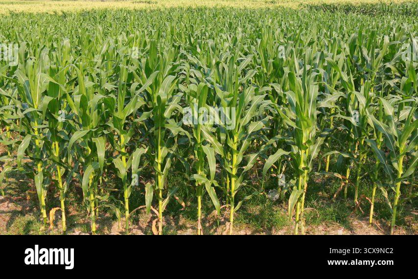 Maize Field Farmland Plant Stock Video Footage - Alamy