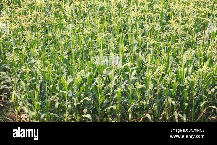 Maize Field Farmland Plant Stock Video Footage - Alamy