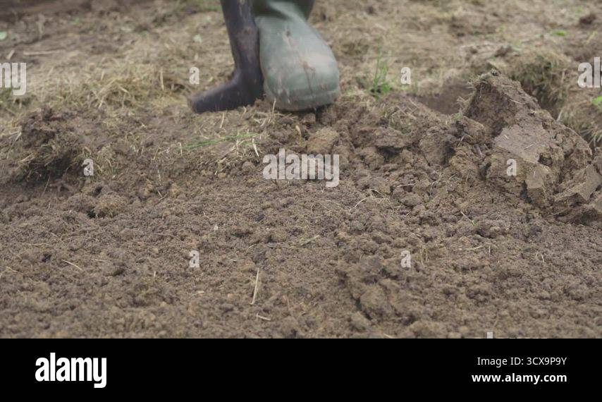 Digging up the soil of the bed with a shovel before wintering in slow ...
