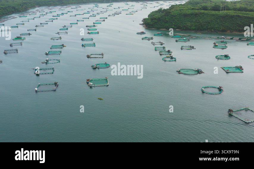 Fish farm with cages for fish and shrimp in the Philippines, Luzon ...