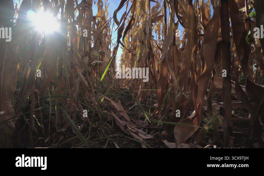 corn field in sunrise, cinematic crane shot Stock Video Footage - Alamy