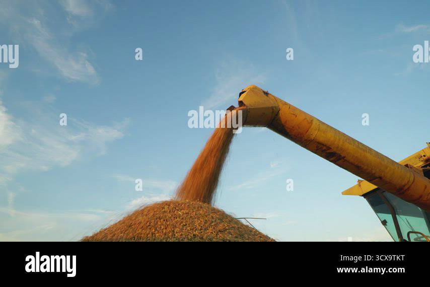 Combine Harvesting Corn and Unloading Grains into Tractor Trailer. Corn ...