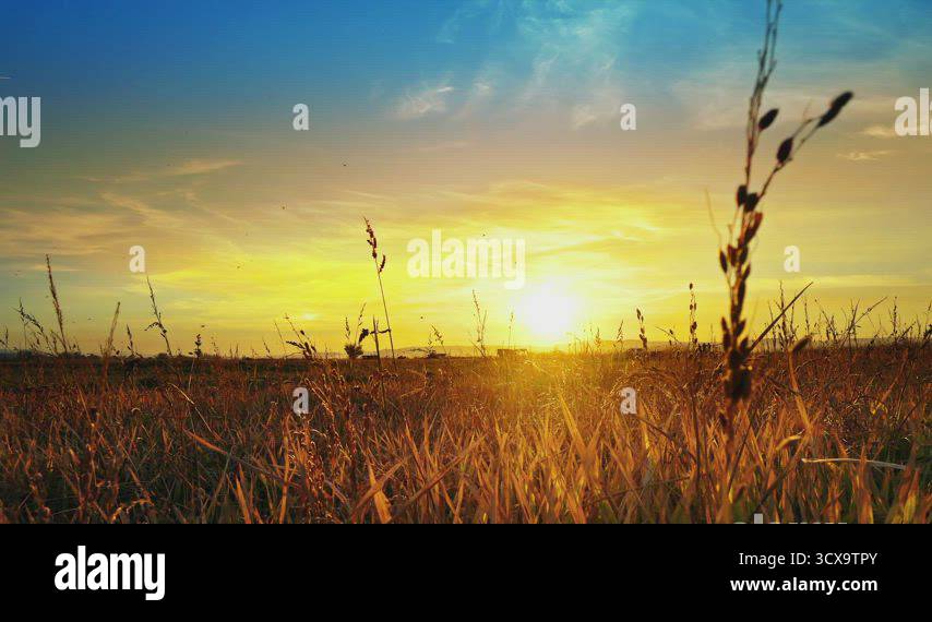 Cinematic view of combine harvester collecting crops at sunset. Grain ...