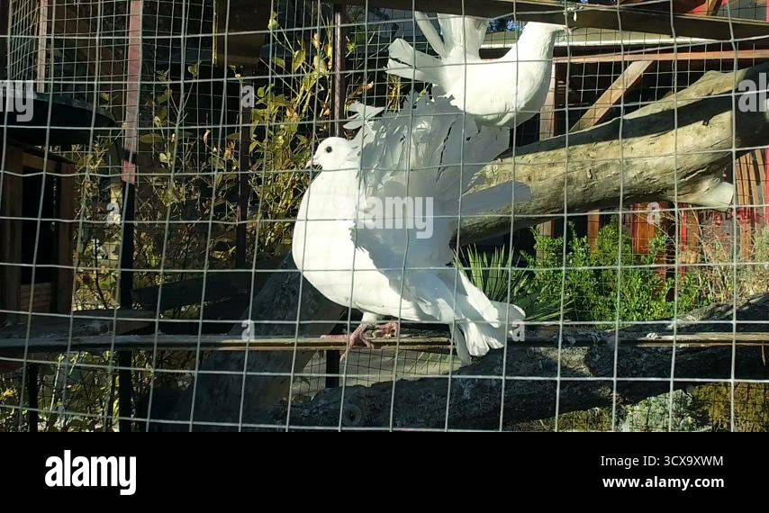 White royal dove pigeon bird Stock Videos & Footage - HD and 4K Video ...