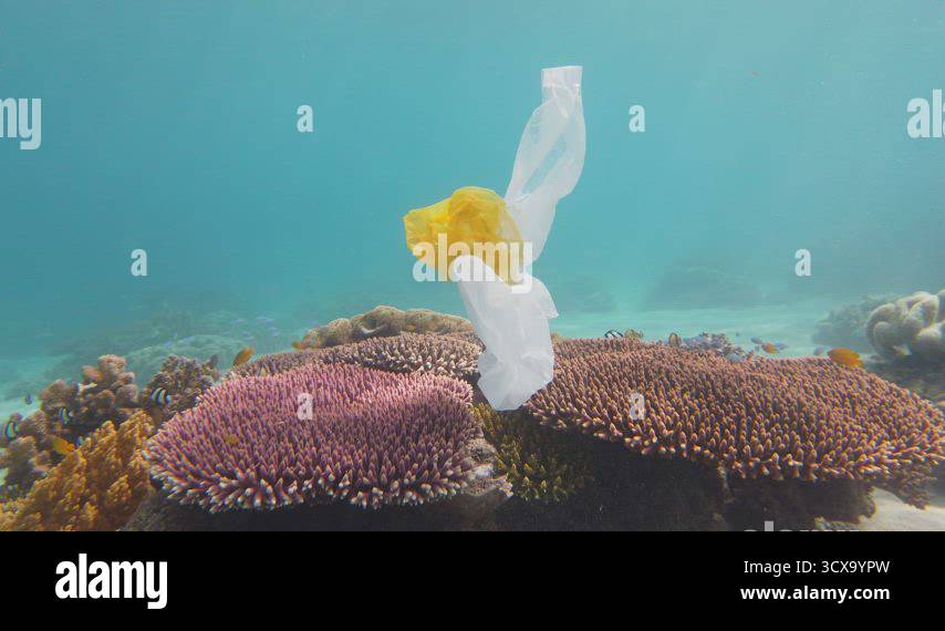 Coral reef polluted with plastic bag Stock Video Footage - Alamy
