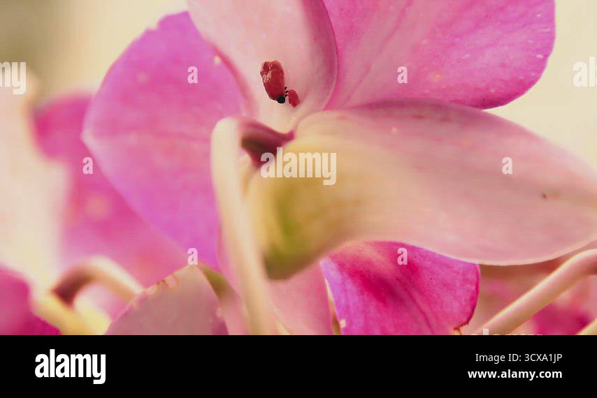 Dendrobium beetle Stock Videos & Footage - HD and 4K Video Clips - Alamy