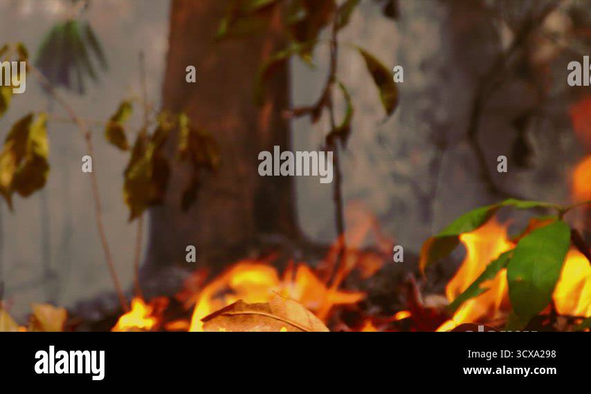 Forest fire disaster is burning caused by human Stock Video Footage - Alamy