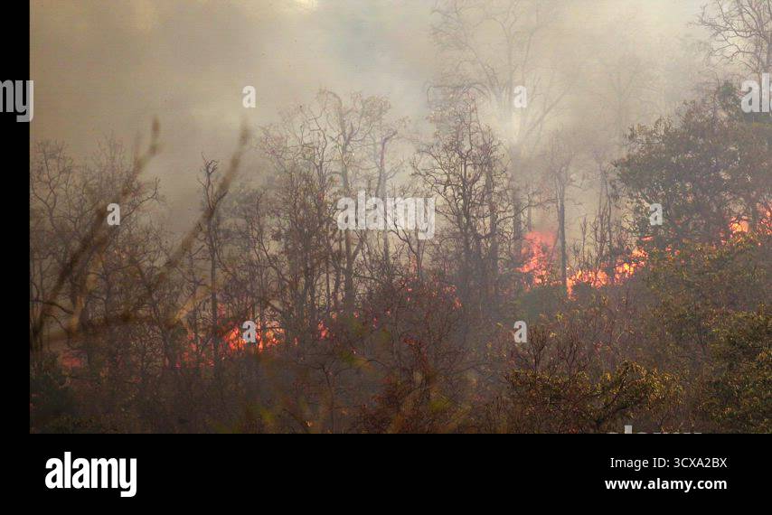 Forest fire disaster is burning caused by humans Stock Video Footage ...