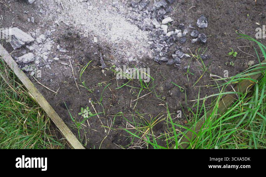 Fertilizing the soil of the bed with coal and ash in the spring before ...