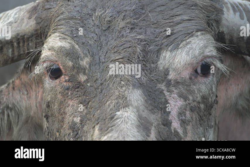 Buffalo up close look Stock Videos & Footage - HD and 4K Video Clips ...