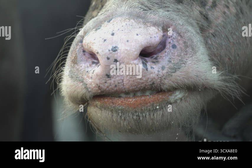 Close up buffalo mouth grazing Stock Video Footage - Alamy