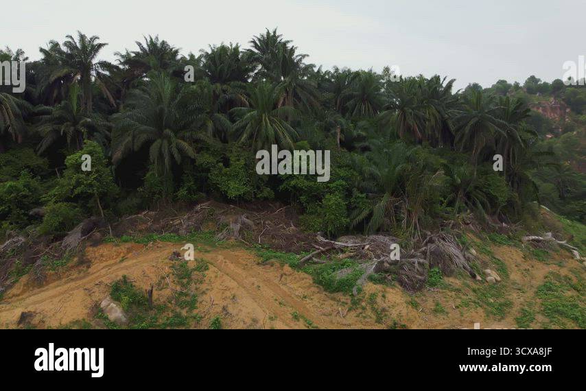 Dead oil palm tree in muddy soil Stock Video Footage - Alamy