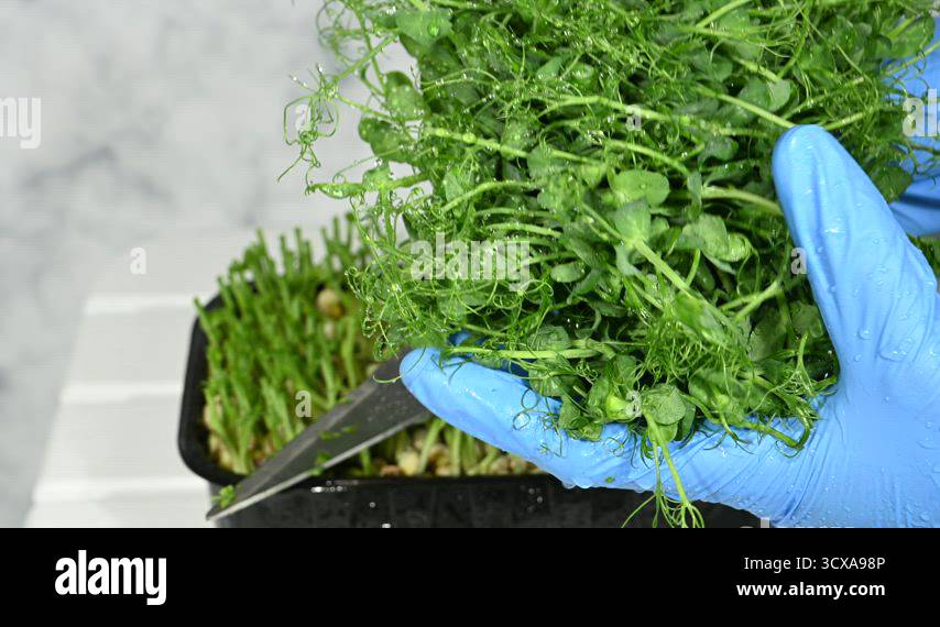 Woman checks fresh crop of green peas microgreen Stock Video Footage ...