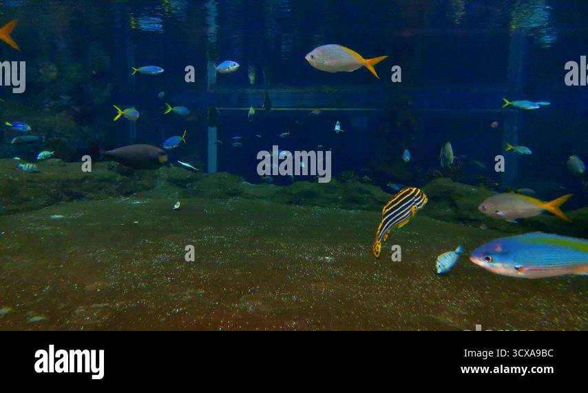 Beautiful small colorful fish swim in a large aquarium Stock Video ...