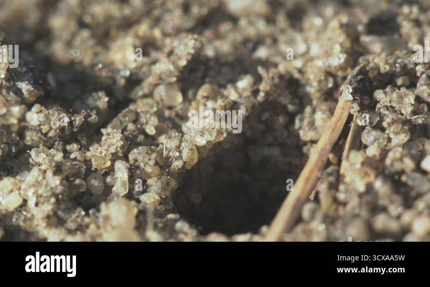 Ants dig hole Stock Videos & Footage - HD and 4K Video Clips - Alamy