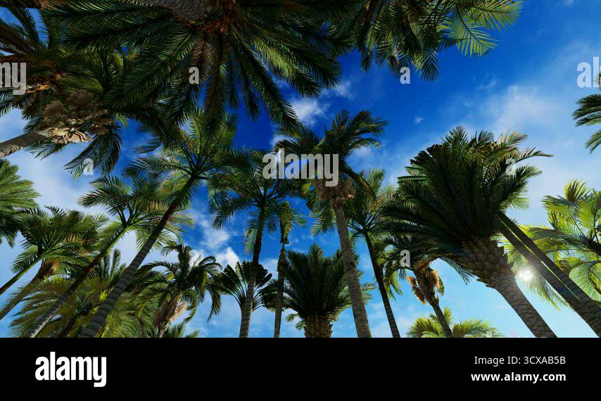 Top of palm trees with clouds running over Stock Video Footage - Alamy