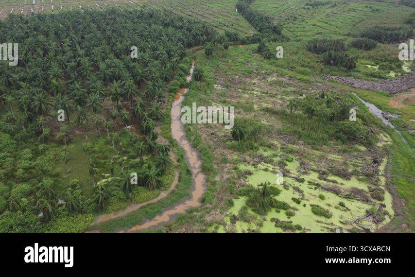 Land clearing of palm oil tree Stock Video Footage - Alamy