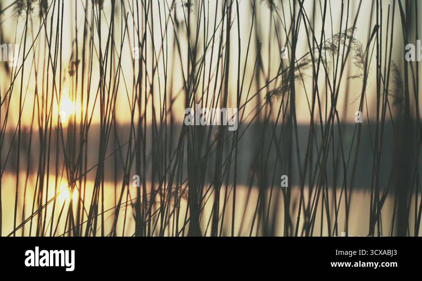 Sunrise through reed Stock Videos & Footage - HD and 4K Video Clips - Alamy