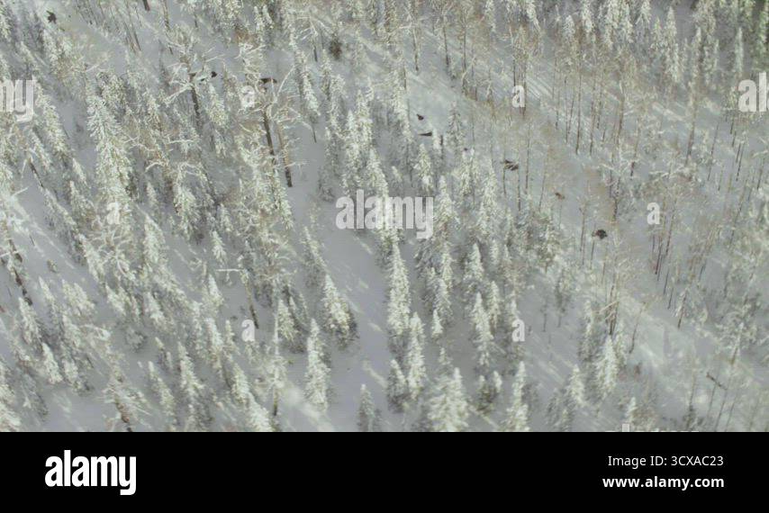 Aerial view from helicopter flying over the forest in the mountains of ...