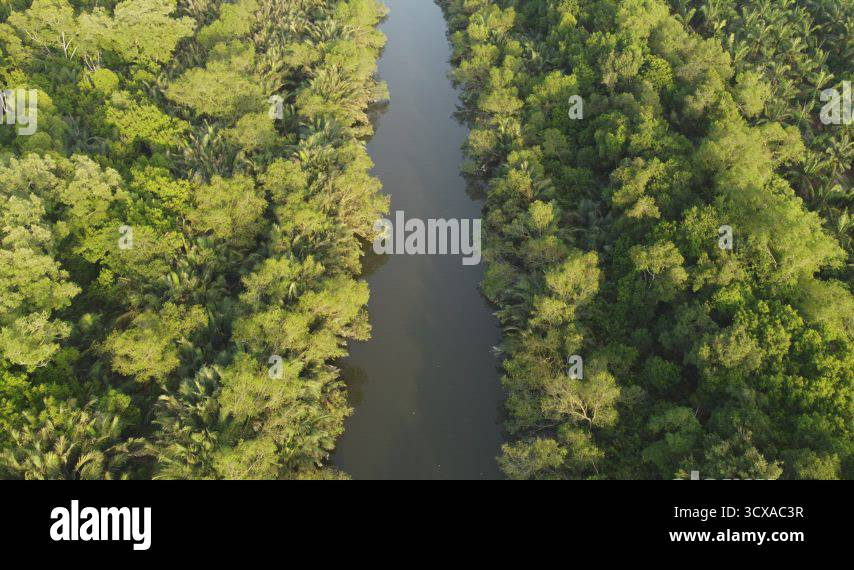 Aerial look down river with green bush tree Stock Video Footage - Alamy