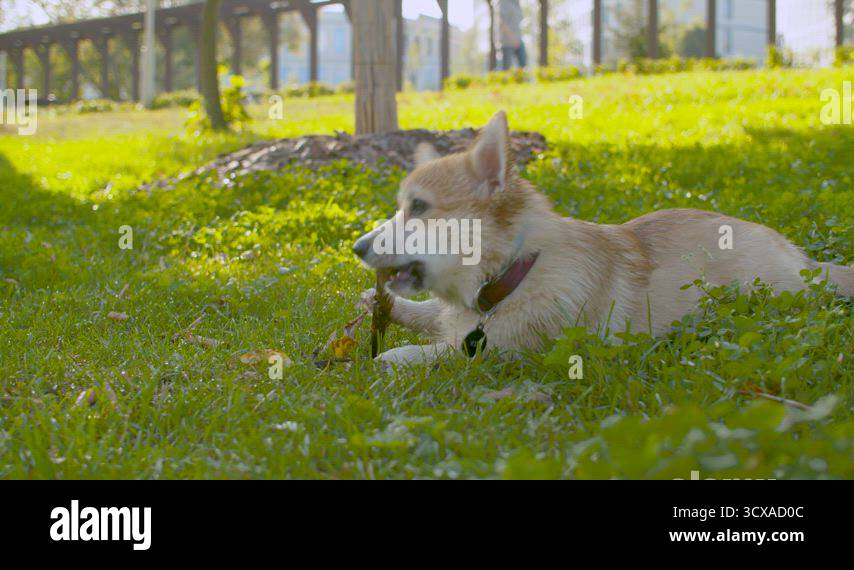Corgi dog nibbles stick Stock Videos & Footage - HD and 4K Video Clips ...